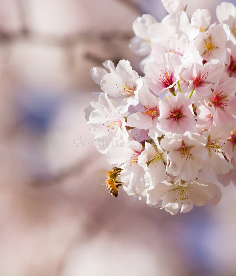 Yellow Jacket and Cherry Blossom Stock Image - Image of pistil, jacket ...