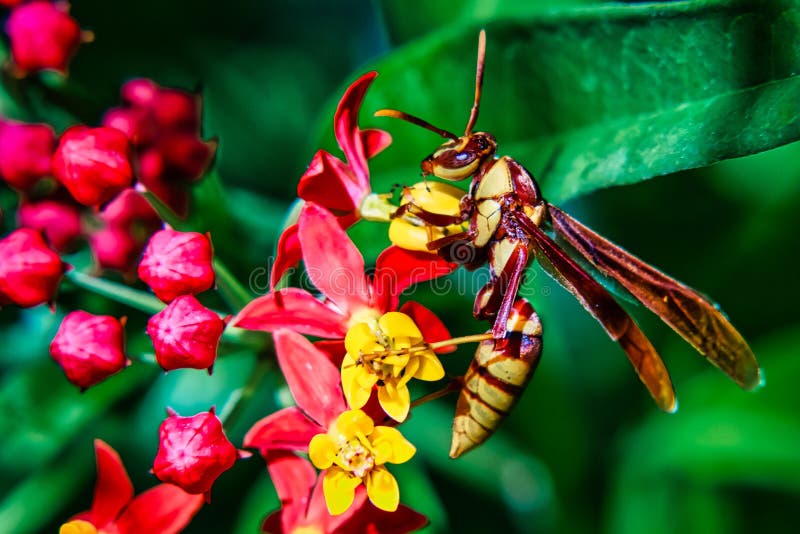 Yellow Jacket stock image. Image of closeup, yellow - 188425451