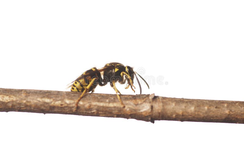 Yellow Jacket Wasp in Flight - Frontal View Stock Photo - Image of ...