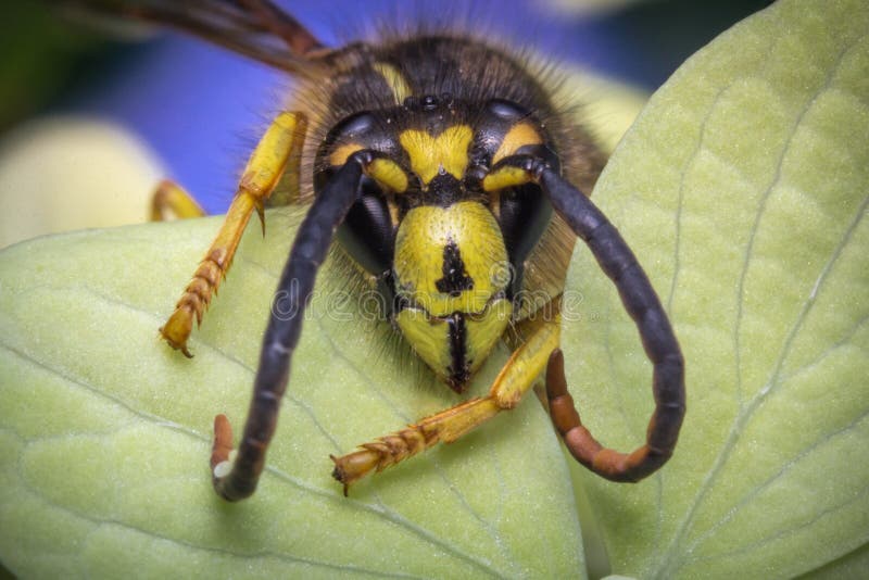 Yellow Jacket Wasp stock photo. Image of scary, entomology - 76515058
