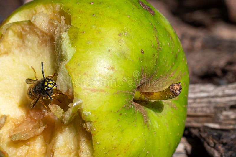 Yellow Jacket Wasp Eating a Discarded Apple Stock Photo - Image of ...