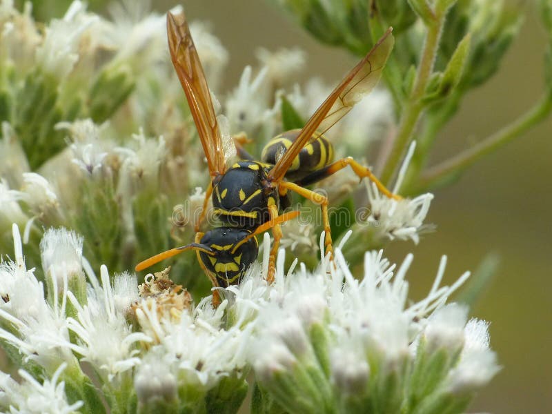 Yellow Jacket Wasp Feeding on Flower Cluster Stock Photo - Image of ...