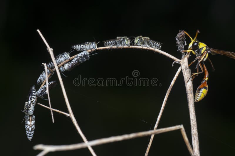 The Yellow Jacket Wasp Perching on the Dried Twig with Leaf Cutter ...