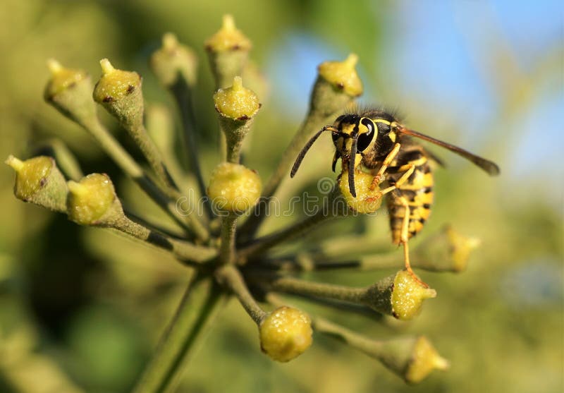 Yellow Jacket stock photo. Image of flowers, colorful - 78291500