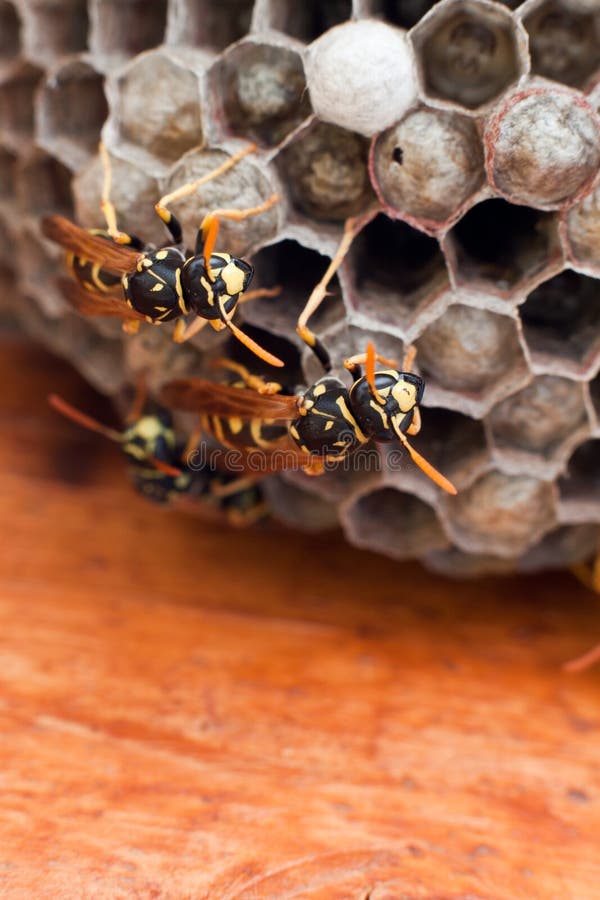 Yellow jackets stock photo. Image of natural, eggs, honeycomb - 26174758