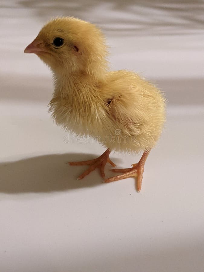Yellow Japanese Coturnix Quail Chick Stock Image - Image of chick, farm ...