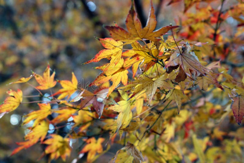 Yellow Japanese Maple Tree Leaves Stock Photo - Image of autumn, spring ...