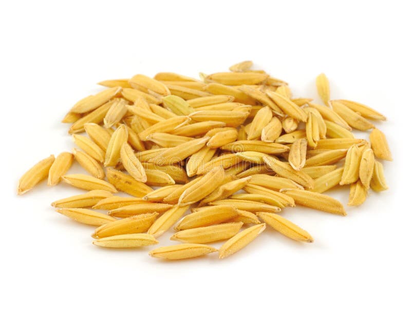 Yellow jasmin ripe rice stock photo. Image of crop, beauty - 25997306