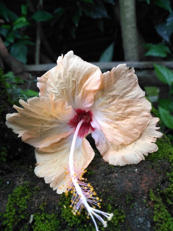 Yellow jawa stock photo. Image of jawa, gandha, madhur - 123201436