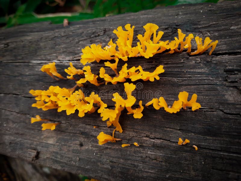 A Yellow Jelly Fungi that Grows on Rotting Logs. Stock Image - Image of ...