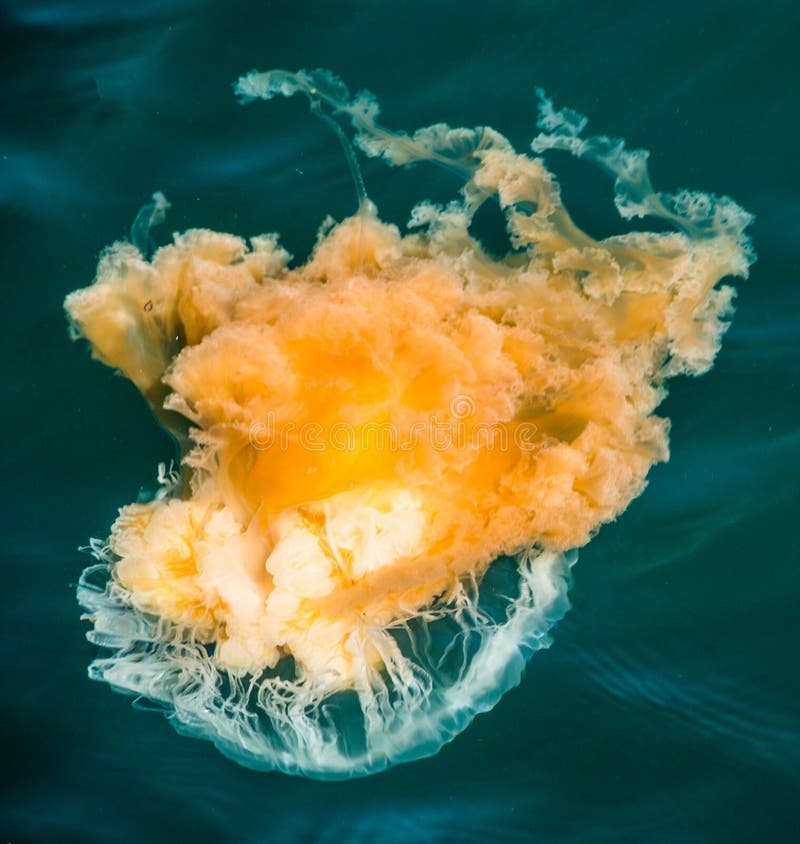 Orangey yellow scarf stock image. Image of wool, warm - 17037793