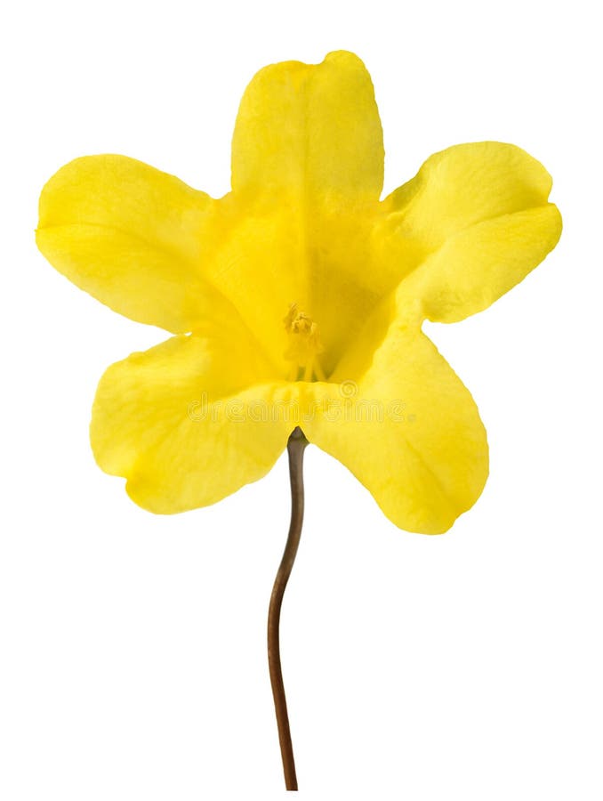 Yellow jessamine flower stock image. Image of remedy - 333822421