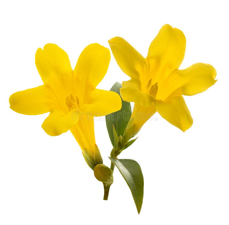 Yellow jessamine flowers stock photo. Image of evening - 337646826