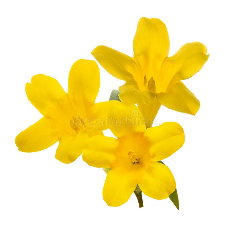 Yellow jessamine flowers stock image. Image of gelsemium - 370296031