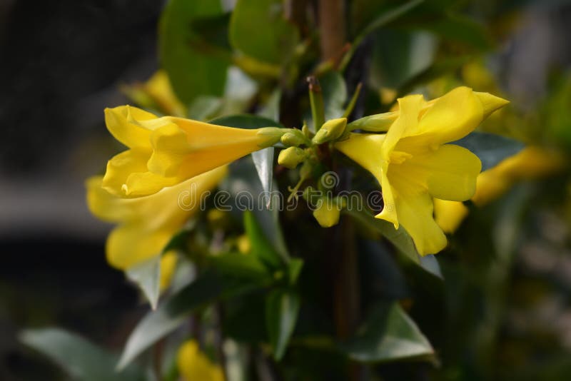 Yellow jessamine stock image. Image of garden, trumpet - 141554211