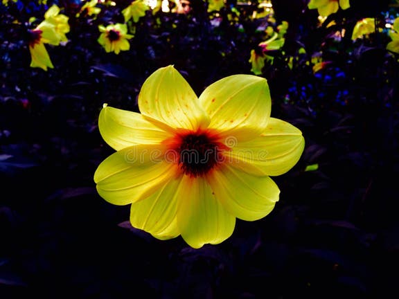 Yellow joy stock image. Image of bloom, fall, yellow - 81257439