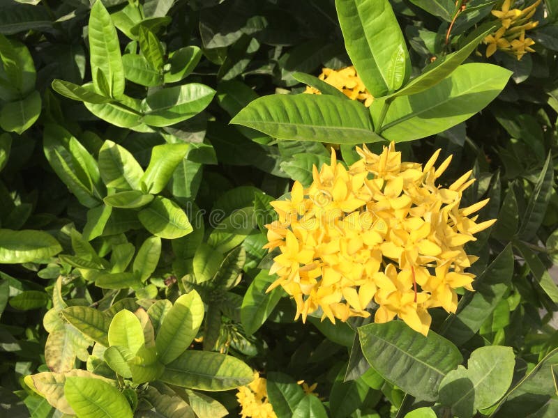 Yellow Jungle Geranium Flowers Stock Photo - Image of texture, details ...
