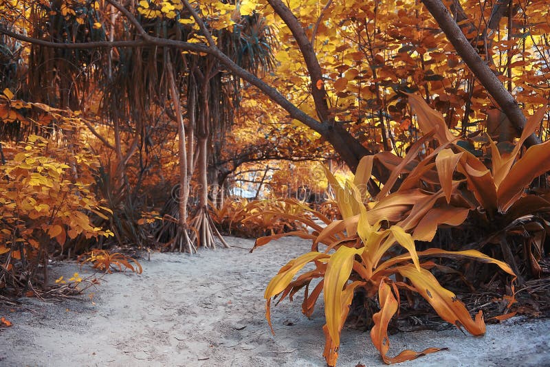 Yellow jungle landscape stock photo. Image of forest - 61190218