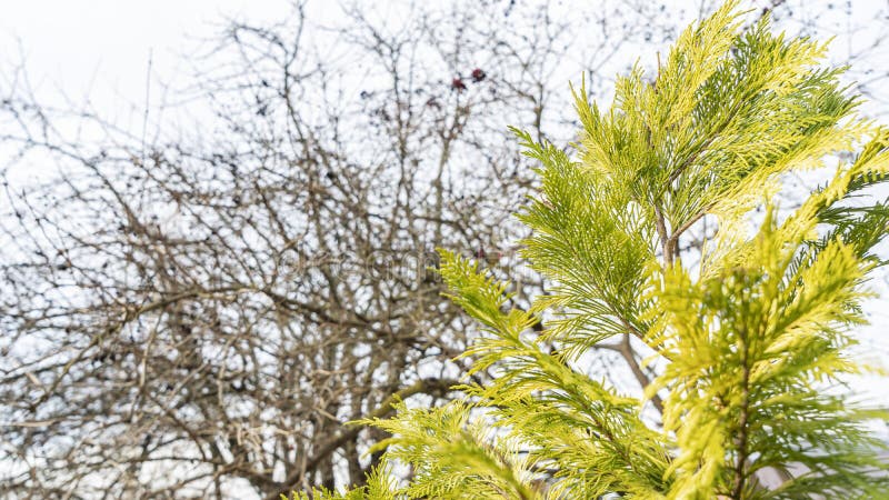 Yellow Juniper Branch on the Blurred Background of the Tree Stock Image ...