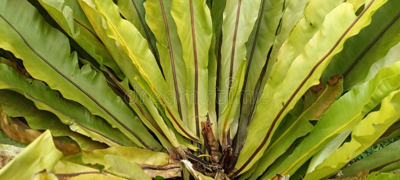 Yellow Kadaka Blooms Beautifully in a Brown Stem Pot Stock Photo ...
