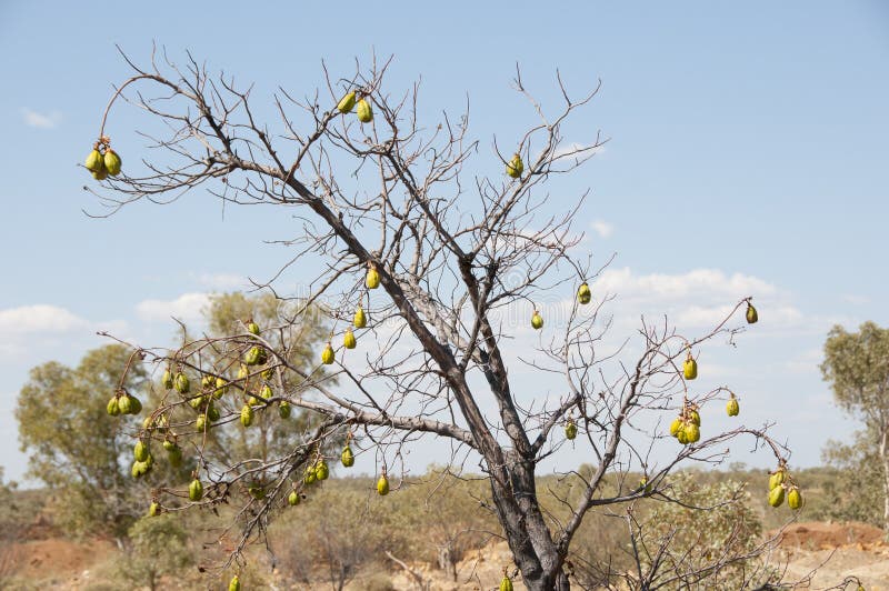 Yellow Kapok Tree Kimberley Australia Stock Photos - Free & Royalty ...