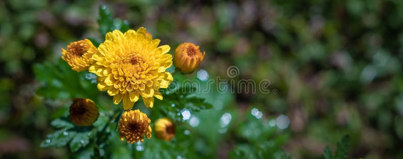 Yellow Kapuru Flowers in the Garden, and Morning Light Hits the Flowers ...