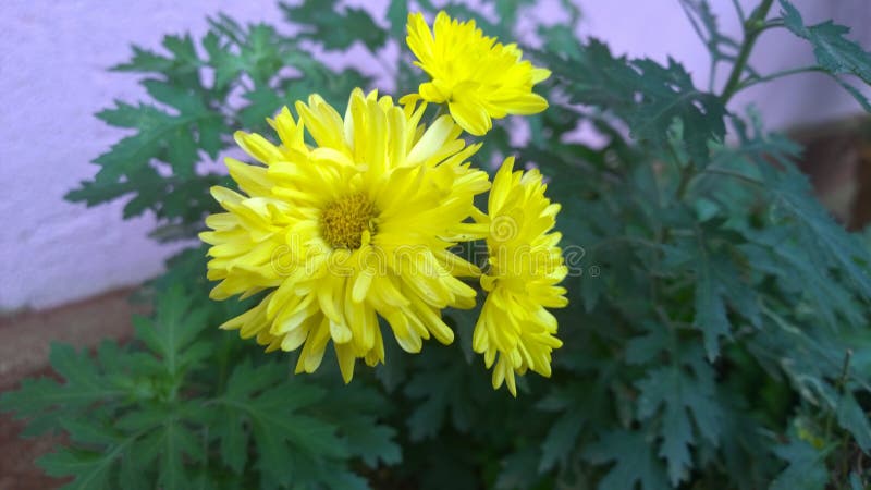Kapuru stock image. Image of asia, lanka, flowers, kapuru - 105569237
