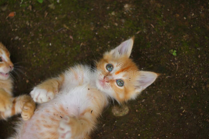 Yellow Kitten in the Backyard Stock Image - Image of cute, embrace ...