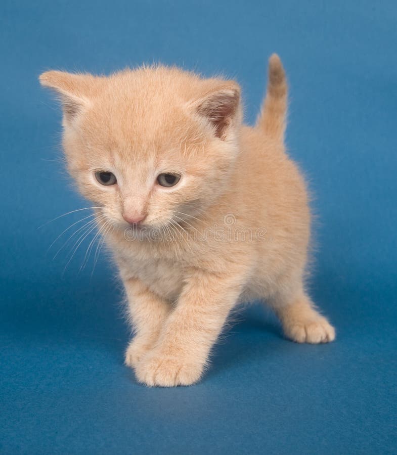 Yellow kitten on blue stock image. Image of animal, cute - 10219085