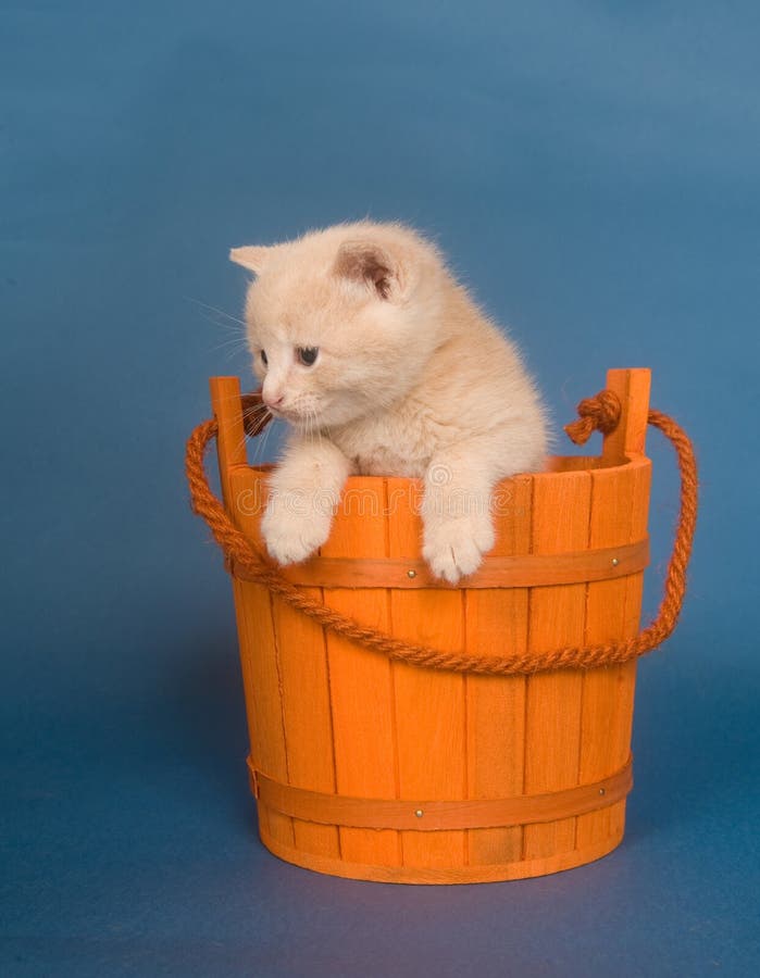 Kitten in a bucket stock photo. Image of bucket, adorable - 14843312
