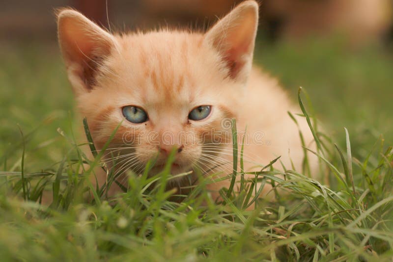 Yellow kitten stock image. Image of grass, small, shot - 48495963