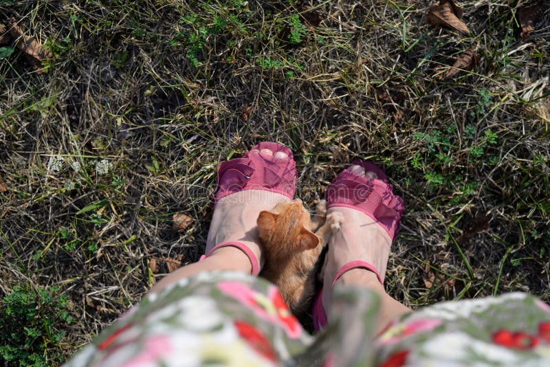 Yellow Kitten is Hiding between Feet Stock Photo - Image of animal ...