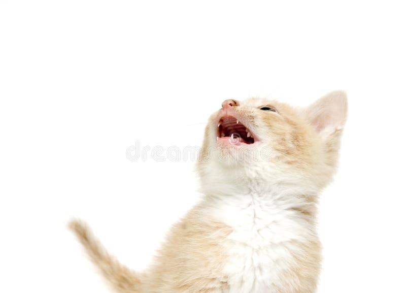 Yellow Kitten Looking Up and Crying Stock Image - Image of curious ...