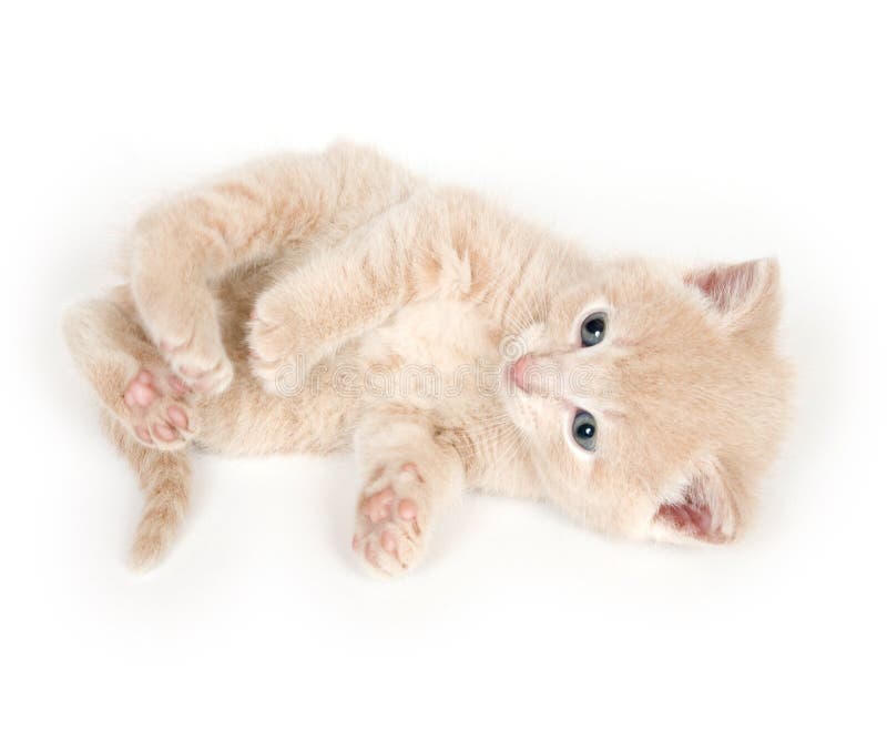 Kitten Rolling on the Ground Stock Photo - Image of mammal, invite ...