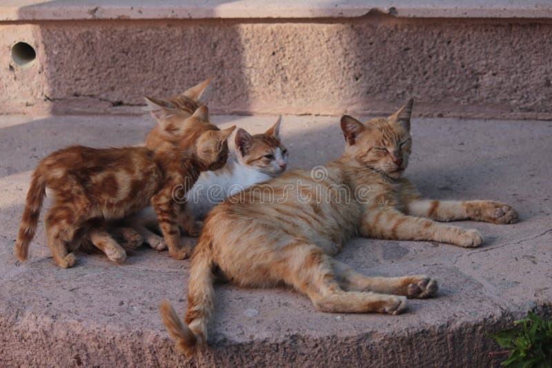 Yellow Kitten Stray Cats and Mother Cat Stock Image - Image of ...