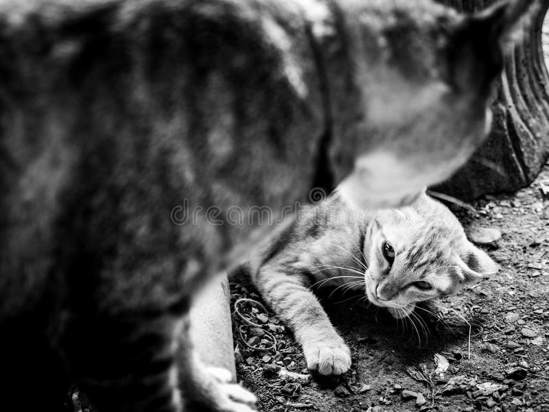 The Yellow Kitten Was Ready To Run Stock Image - Image of kitty, chase ...