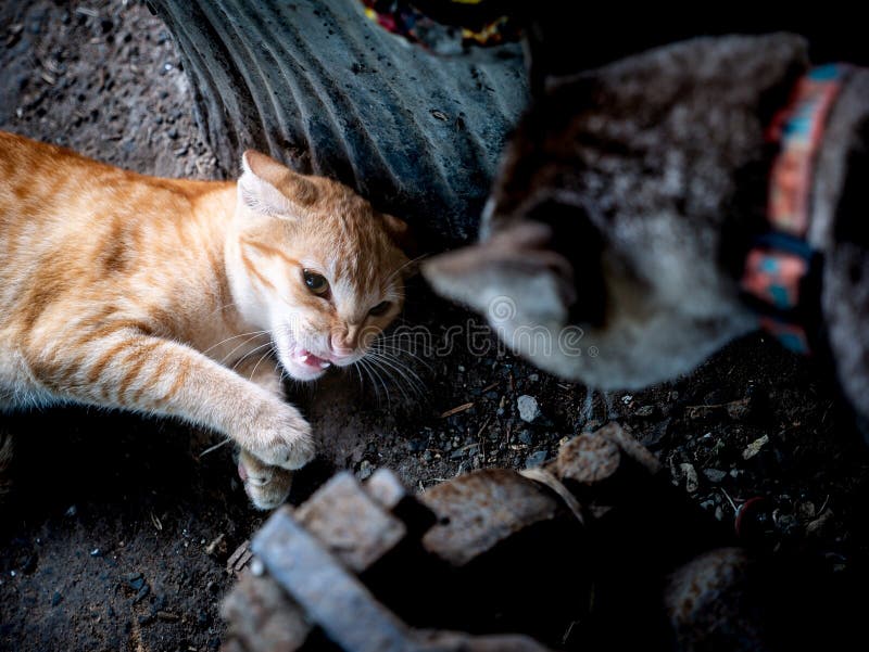 The Yellow Kitten Was Ready To Run Stock Image - Image of area, alert ...