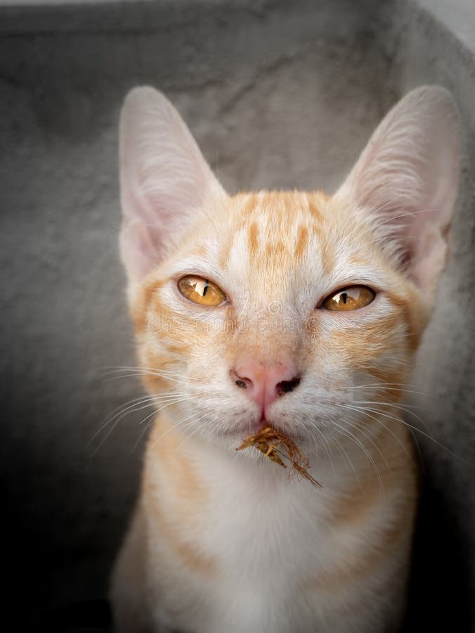 Yellow Kittens stock image. Image of baby, pets, animal - 691069