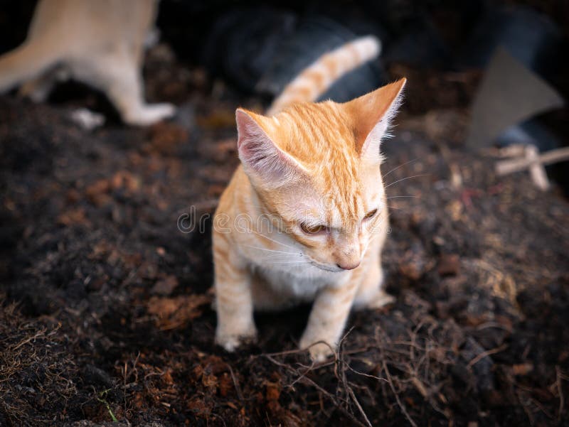 Yellow Kitty Feces on a Pile of Soil Stock Image - Image of adorable ...