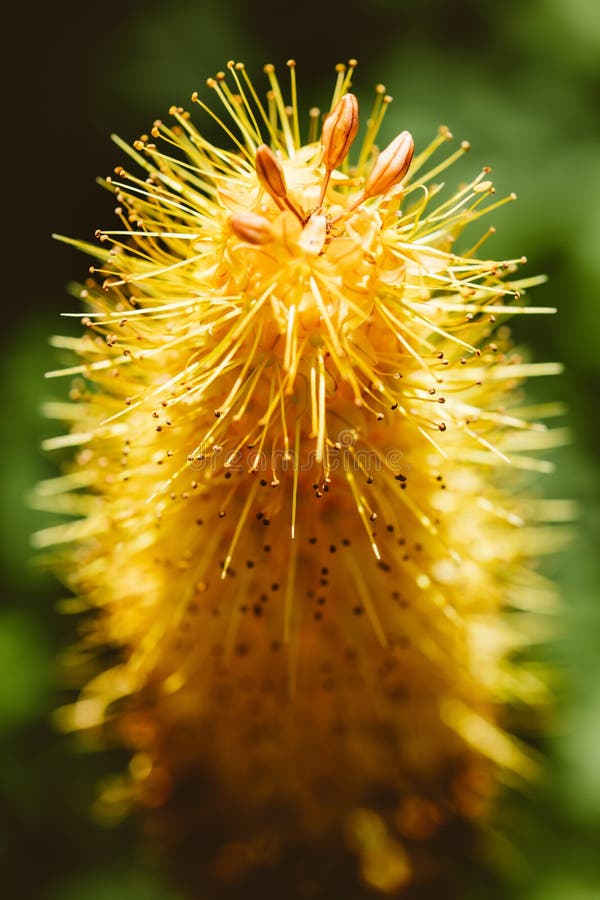 Kniphofia Triangularis; Dwarf Red Hot Poker - Beautiful Flowers in Kew ...