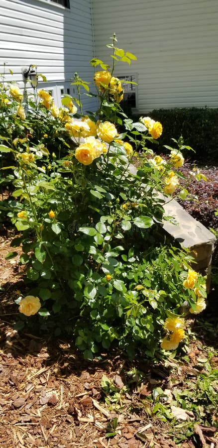 Roses stock image. Image of yellow, knock, rose, roses - 120437611