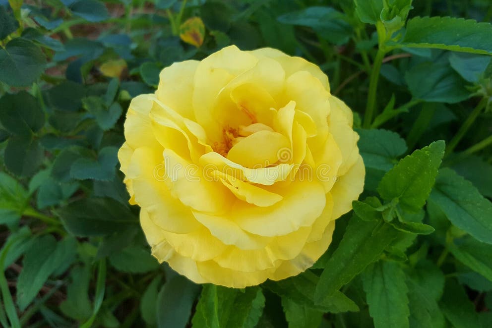 Yellow knockout rose stock image. Image of knockout, garden - 94755673