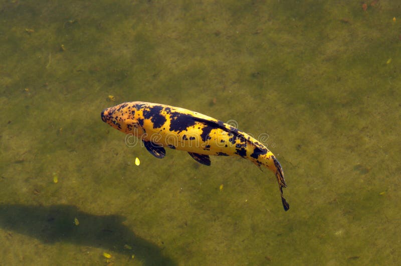 Yellow koi fish stock photo. Image of water, japanese - 4456942