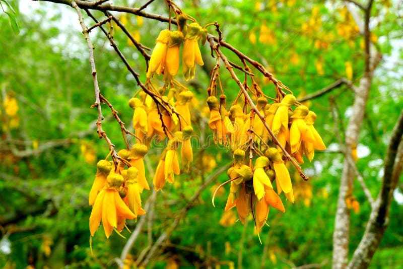 Yellow Kowhai Flowers Deep in Color Stock Photo - Image of yellow ...