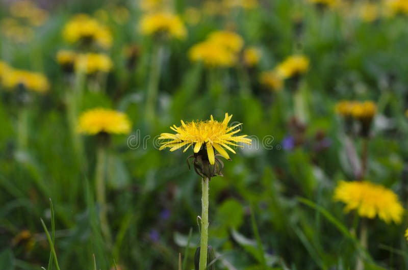Yellow Kulbaba. Dandelion stock photo. Image of beautiful - 181813242