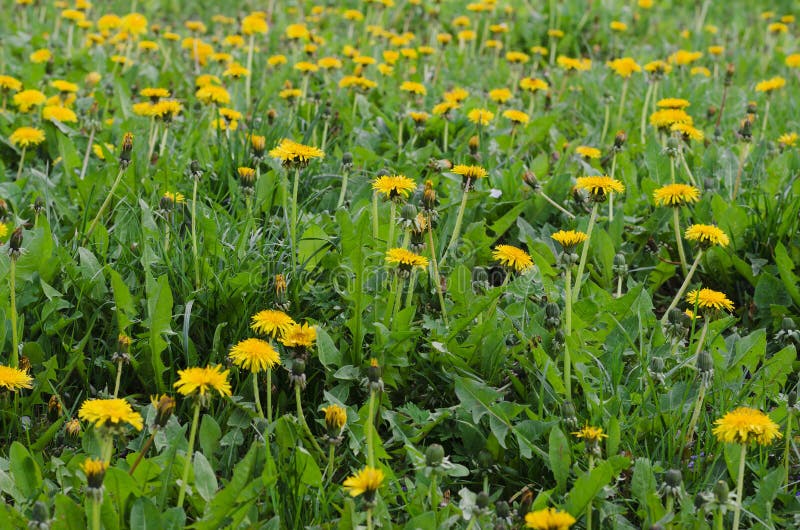 Yellow Kulbaba. Dandelion stock image. Image of season - 181813269