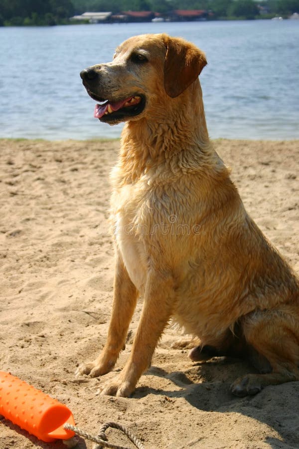 Sad Labrador stock image. Image of mammal, white, collar - 14071983