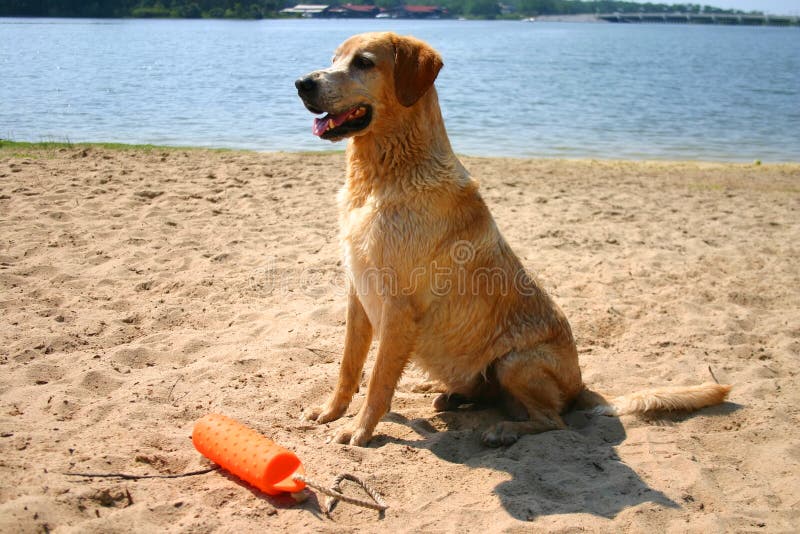 Sad Labrador stock image. Image of mammal, white, collar - 14071983