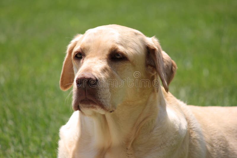Yellow Lab stock image. Image of labs, animals, yellow - 20816301
