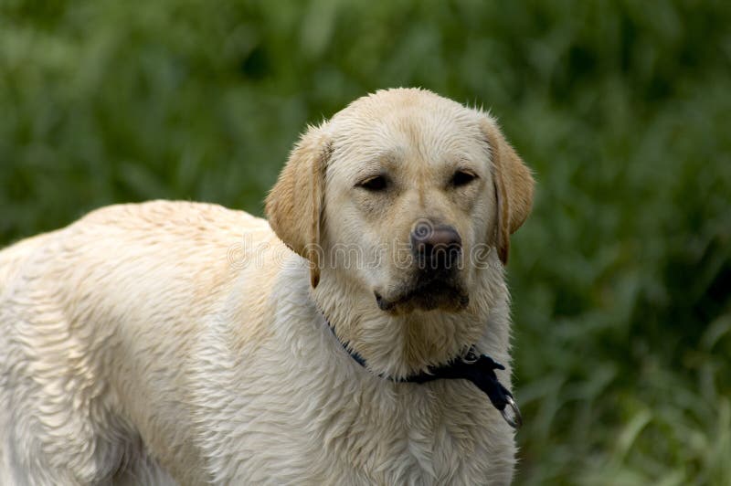 Yellow Lab stock image. Image of golden, domestic, hound - 2415073